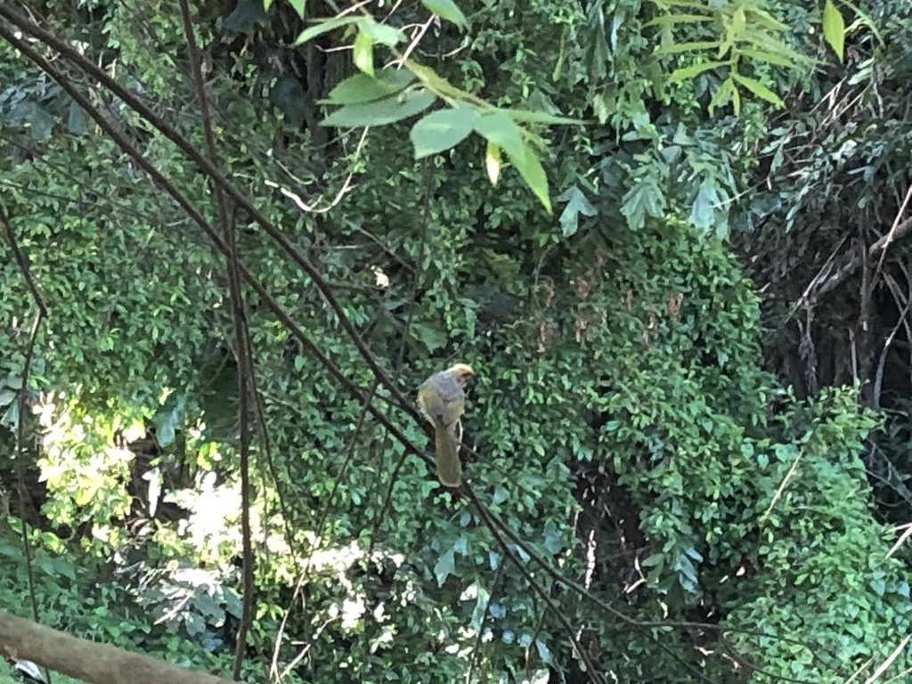 Bulbul Cabeciamarillo (Pycnonotus zeylanicus) - Picture Bird