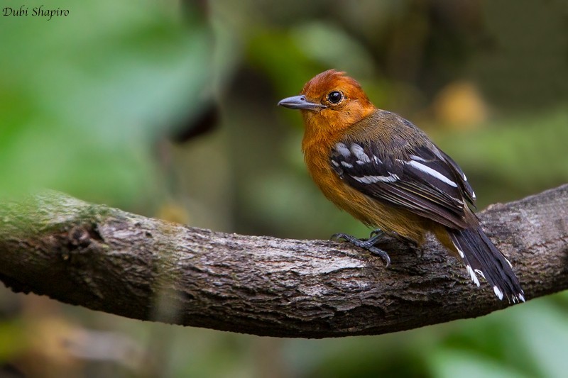 Batará amazónico (Thamnophilus amazonicus) - Picture Bird