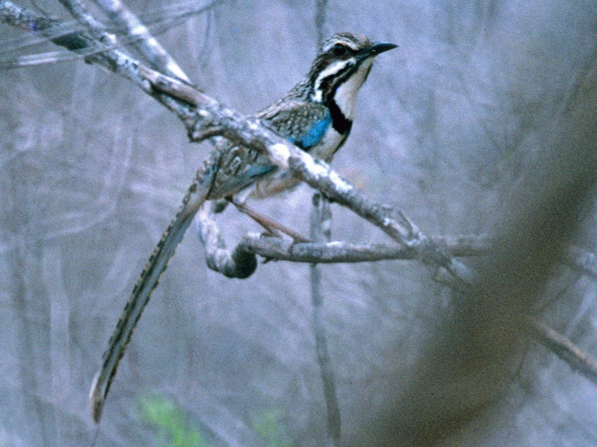 Carraca terrestre colilarga (Uratelornis chimaera) - Picture Bird