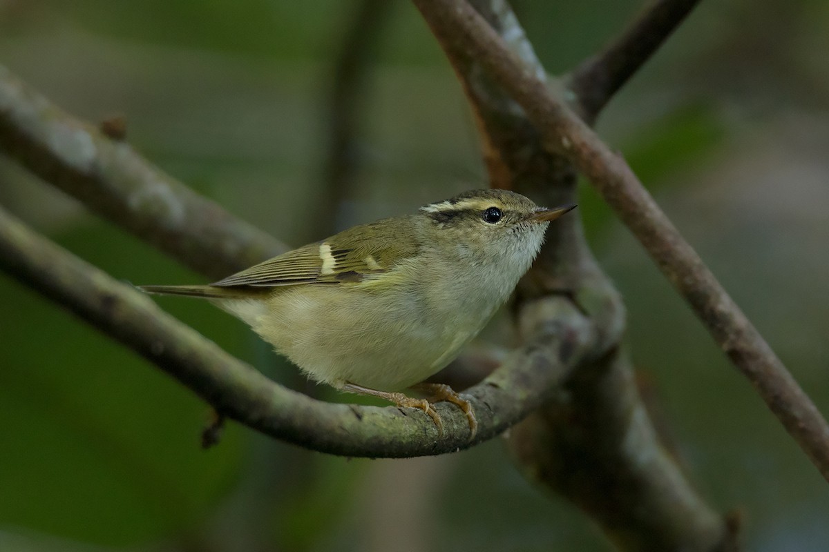 Mosquitero de Yunnan (Phylloscopus yunnanensis) - Picture Bird