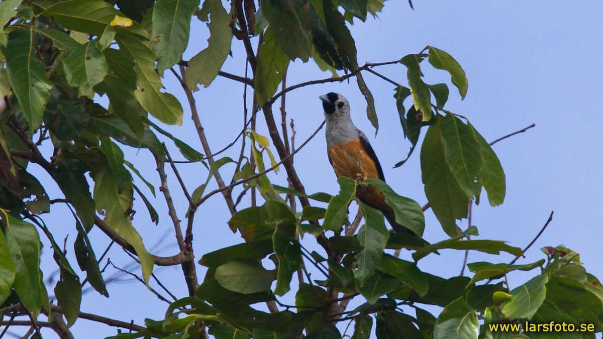 Monarca alinegro (Monarcha frater) - Picture Bird