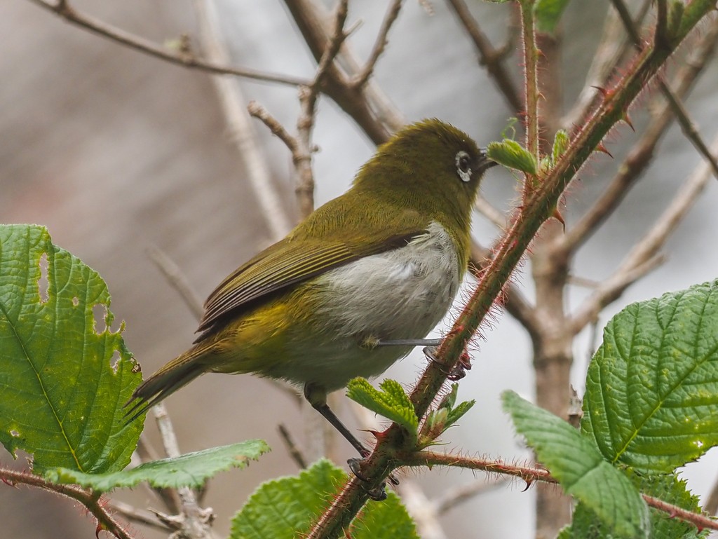 Zosterops (Zosterops) - Picture Bird