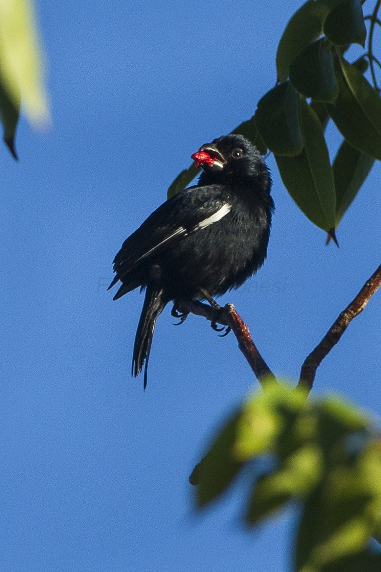 Bicudo-cubano (Melopyrrha nigra) - Picture Bird