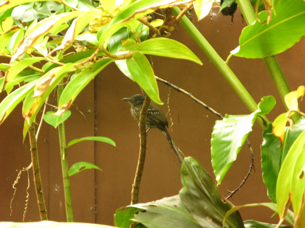 Batará negruzco (Thamnophilus bridgesi) - Picture Bird