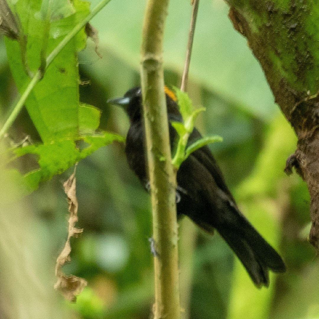 Tangara de Delattre (Tachyphonus delatrii) - Picture Bird