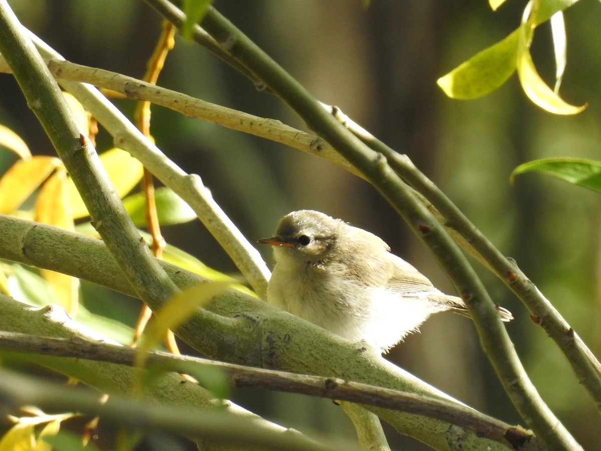 Mosquitero montano (Phylloscopus sindianus) - Picture Bird