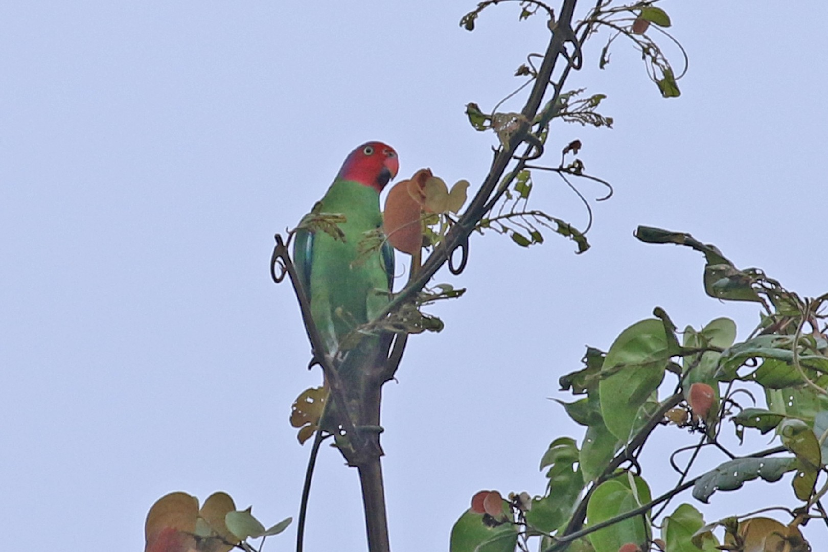 Lorito carirrojo (Geoffroyus geoffroyi) - Picture Bird