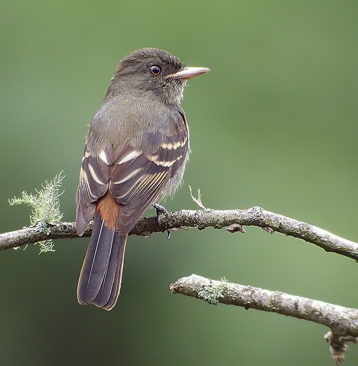 Viudita andina meridional (Knipolegus cabanisi) - Picture Bird