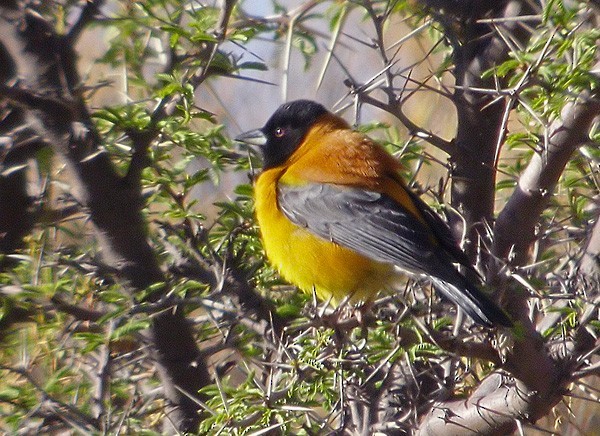 Yal cabecinegro (Phrygilus atriceps) - Picture Bird