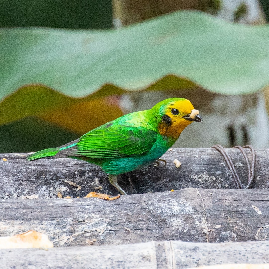 Tangara multicolor (Chlorochrysa nitidissima) - Picture Bird