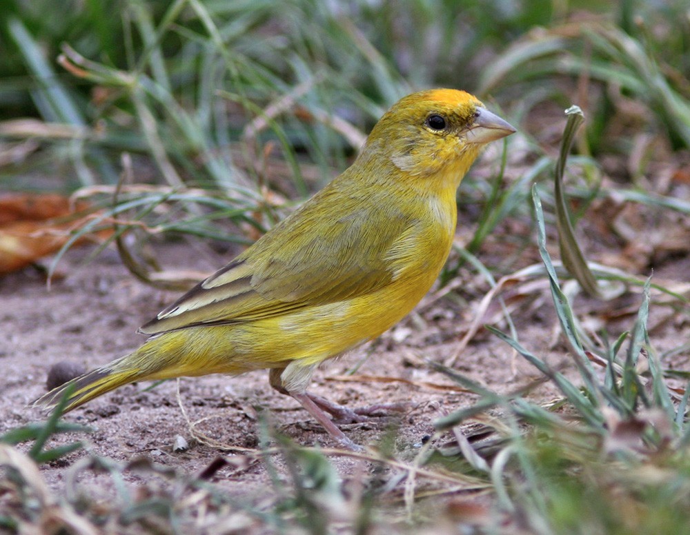 Chirigüe frentinaranja (Sicalis columbiana) - Picture Bird