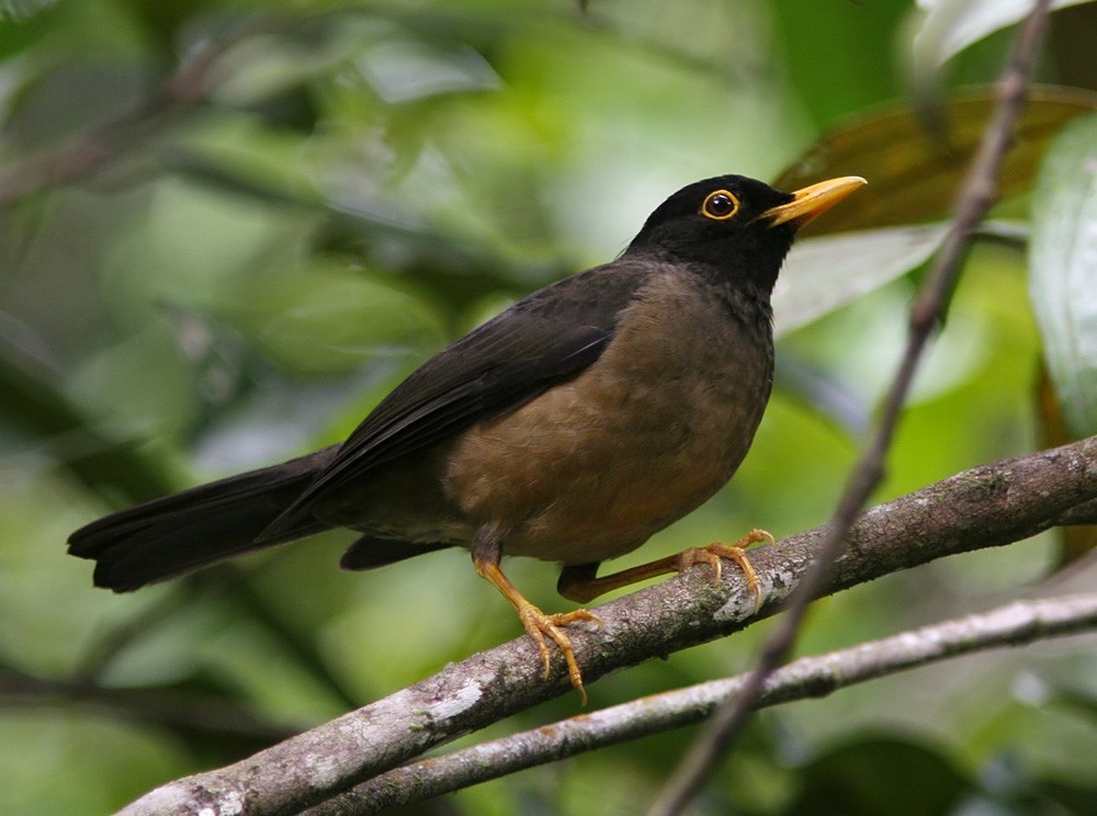 Black Thrush Bird