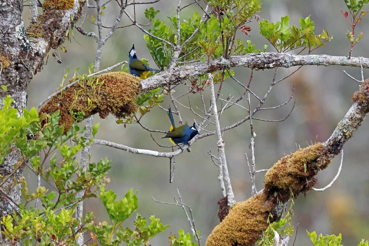 Paramythia (Paramythia) - Picture Bird