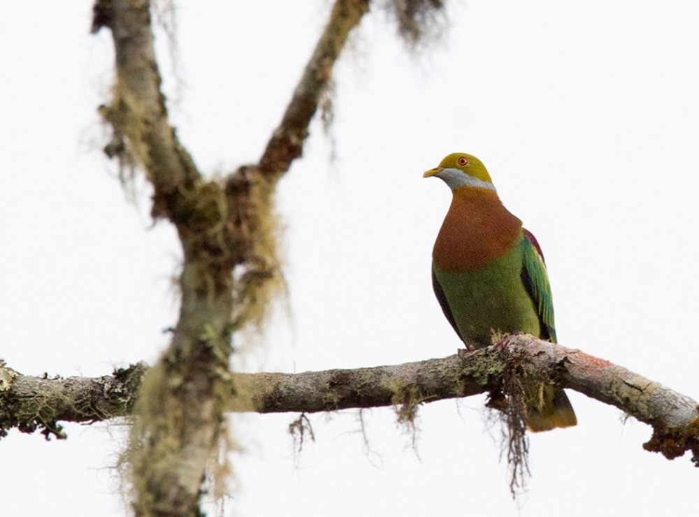Tilopo adornado occidental (Ptilinopus ornatus) - Picture Bird