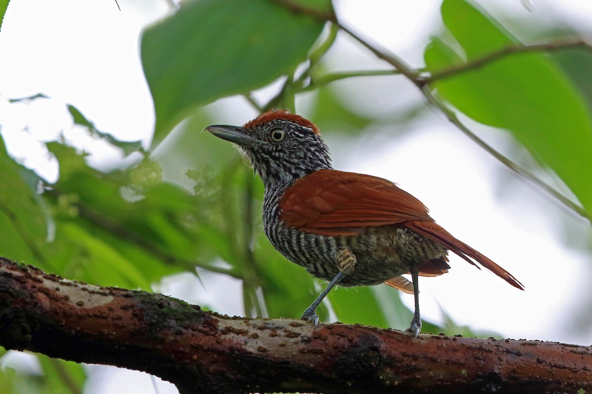 Batará dorsicastaño (Thamnophilus palliatus) - Picture Bird