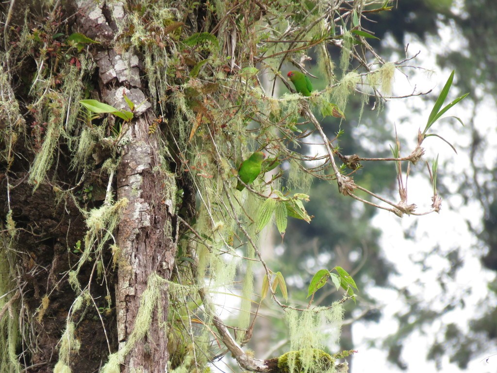 Cotorrita Costarricense (Touit costaricensis) - Picture Bird