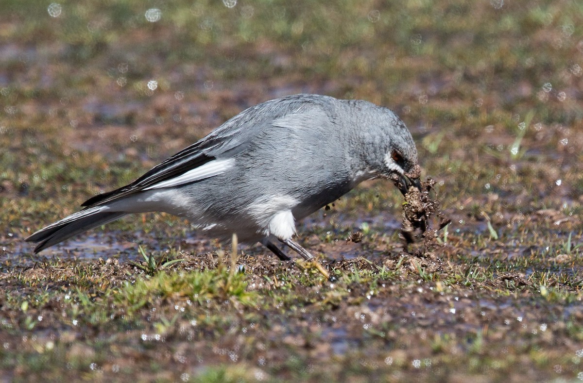 Diuca aliblanca (Idiopsar speculifer) - Picture Bird