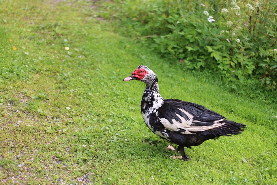 Picture Bird - (Anas platyrhynchos domesticus 'Mulard') Anas ...