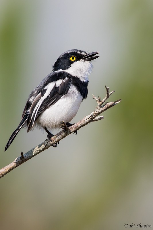 Ангольский батис (Batis minulla) - Picture Bird
