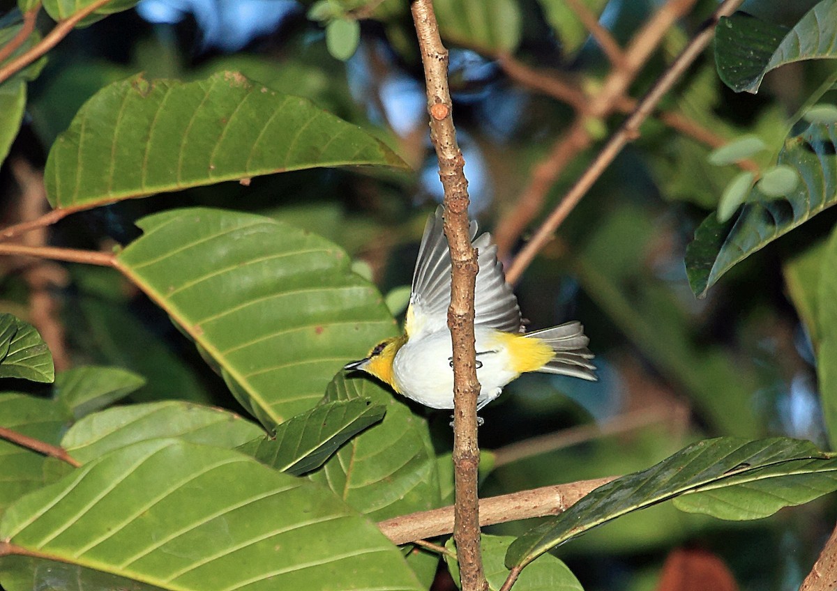 Anteojitos anómalo (Zosterops anomalus) - Picture Bird