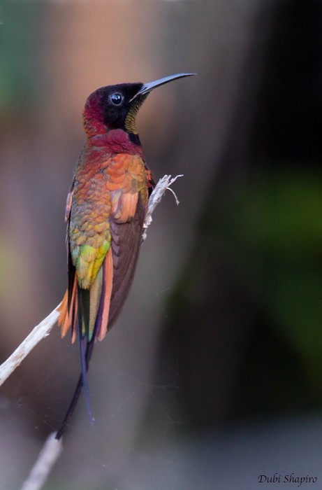 Crimson topaz (Topaza pella) - Picture Bird