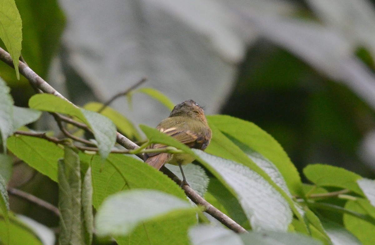 Mosquero hermoso (Nephelomyias pulcher) - Picture Bird