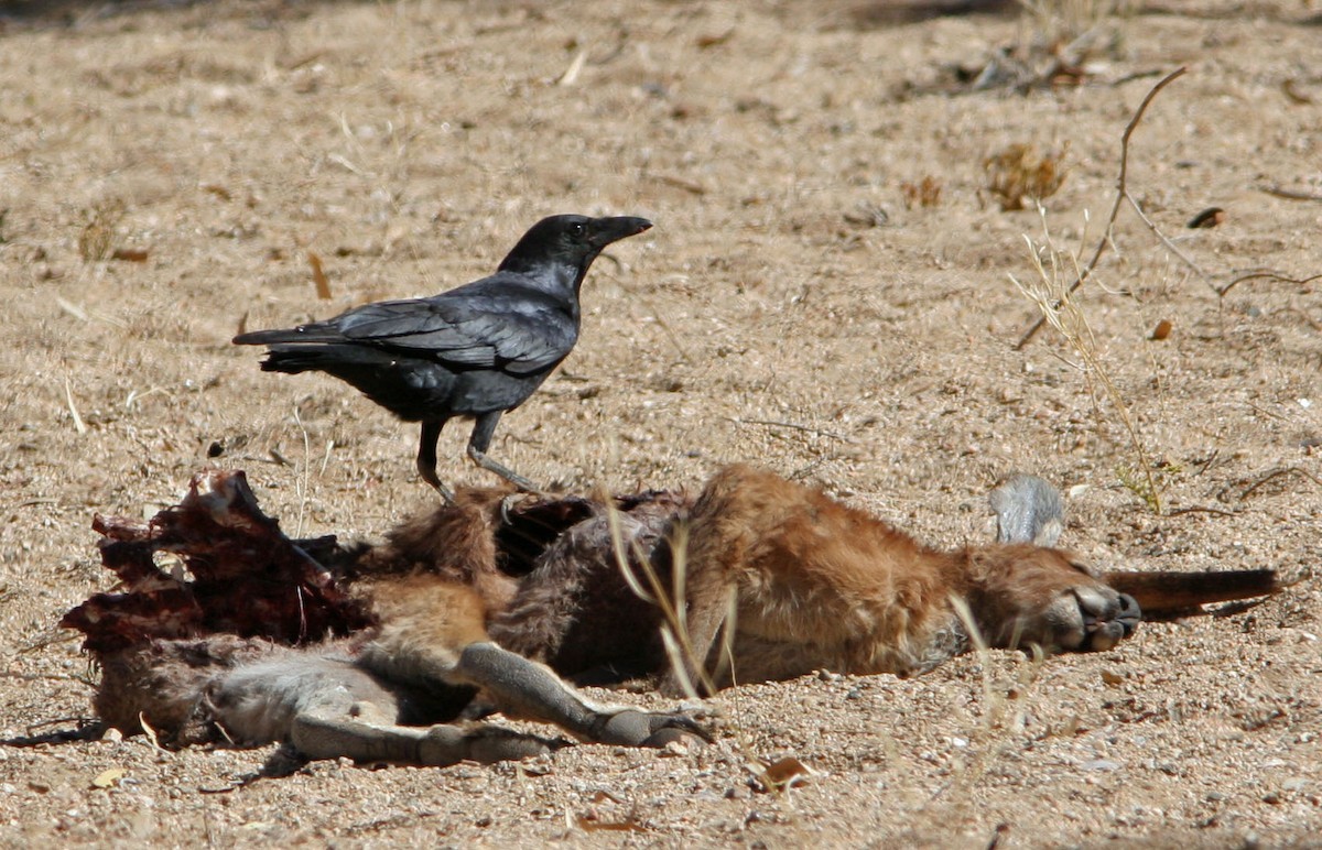 Cuervo de Bennett (Corvus bennetti) - Picture Bird