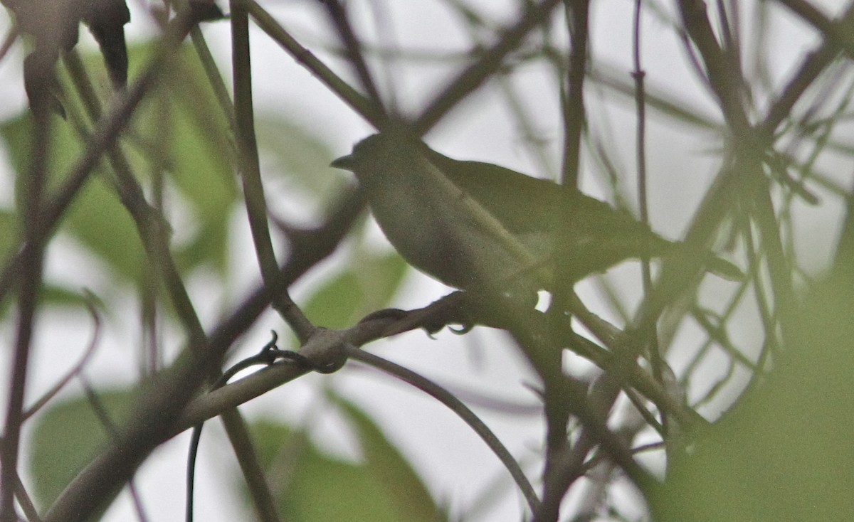 Anteojitos Moluqueño (Zosterops atriceps) - Picture Bird