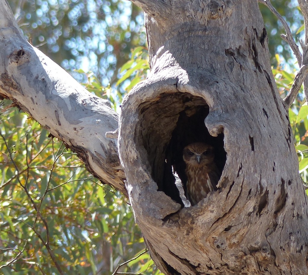 Ninox (Ninox) - Picture Bird