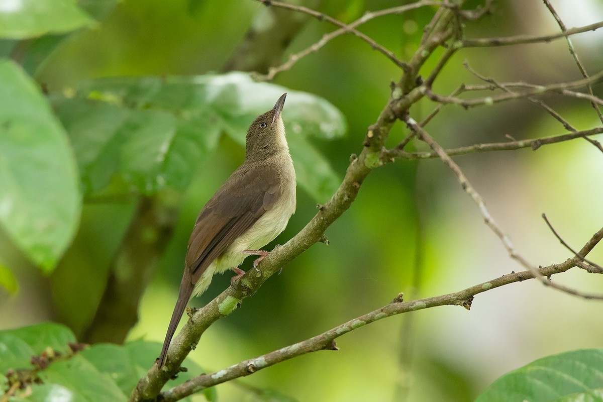 Bulbul Ojiblanco (Pycnonotus simplex) - Picture Bird
