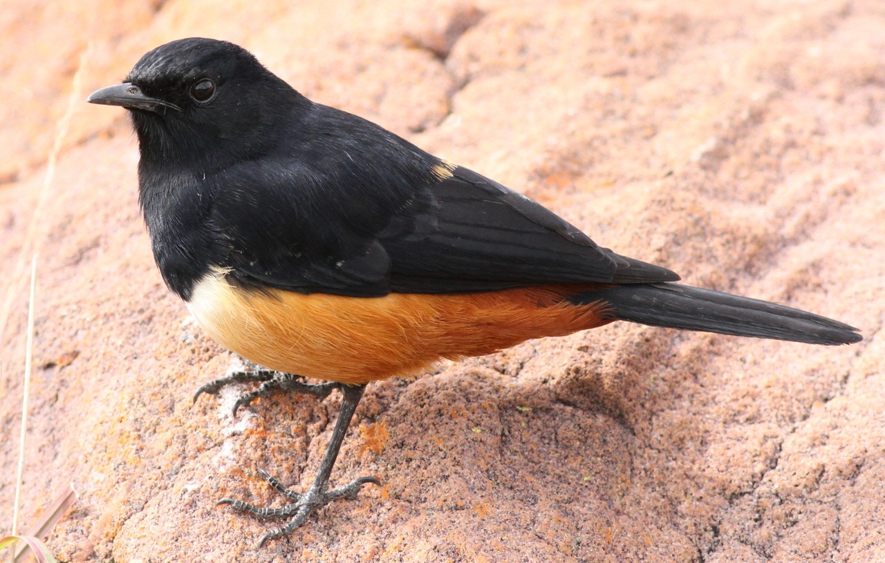 Thamnolaea (Thamnolaea) - Picture Bird