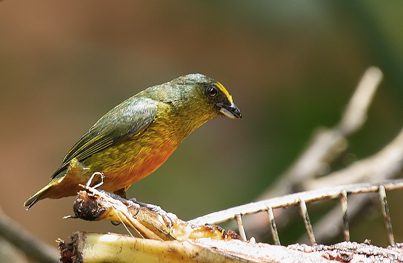 Eufonia olivácea (Euphonia gouldi) - Picture Bird