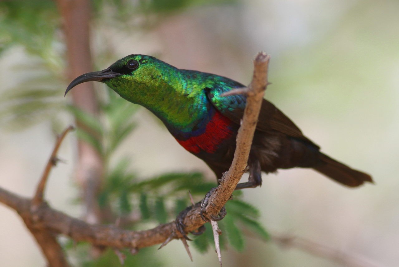 Suimanga del marico (Cinnyris mariquensis) - Picture Bird