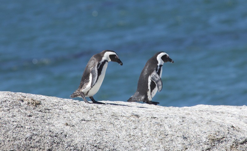 Pingüino de el cabo (Spheniscus demersus) - Picture Bird
