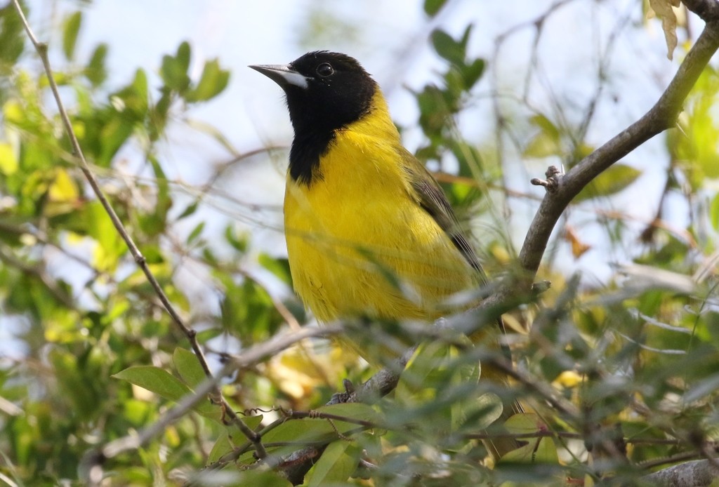Bolseros (Icterus) - Picture Bird
