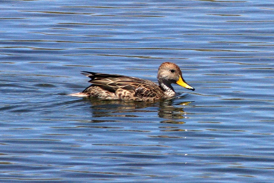 Eigentliche enten (Anas) - Picture Bird