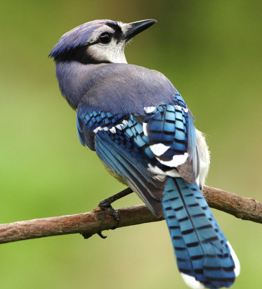 Chara azul (Cyanocitta cristata) - Picture Bird