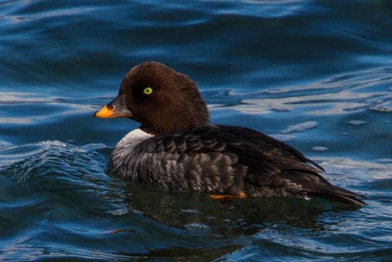 북방흰뺨오리 (Bucephala islandica) - Picture Bird