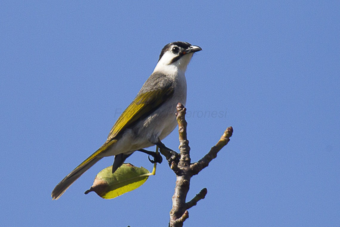 Pycnonotus (Pycnonotus) - Picture Bird