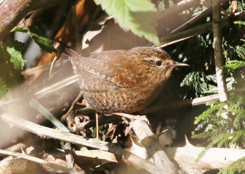 Chochín del pacífico (Troglodytes pacificus) - Picture Bird