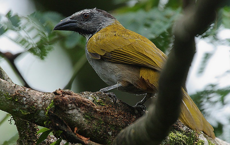 Saltadores (Saltator) - Picture Bird