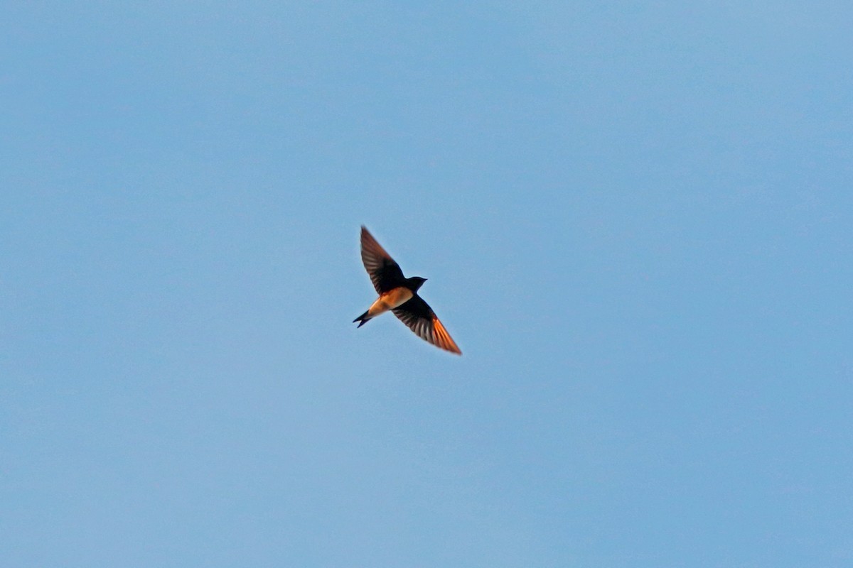 Golondrina sinaloense (Progne sinaloae) - Picture Bird