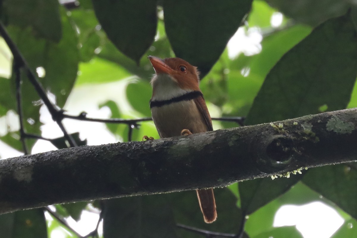 Buco musiú (Bucco capensis) - Picture Bird