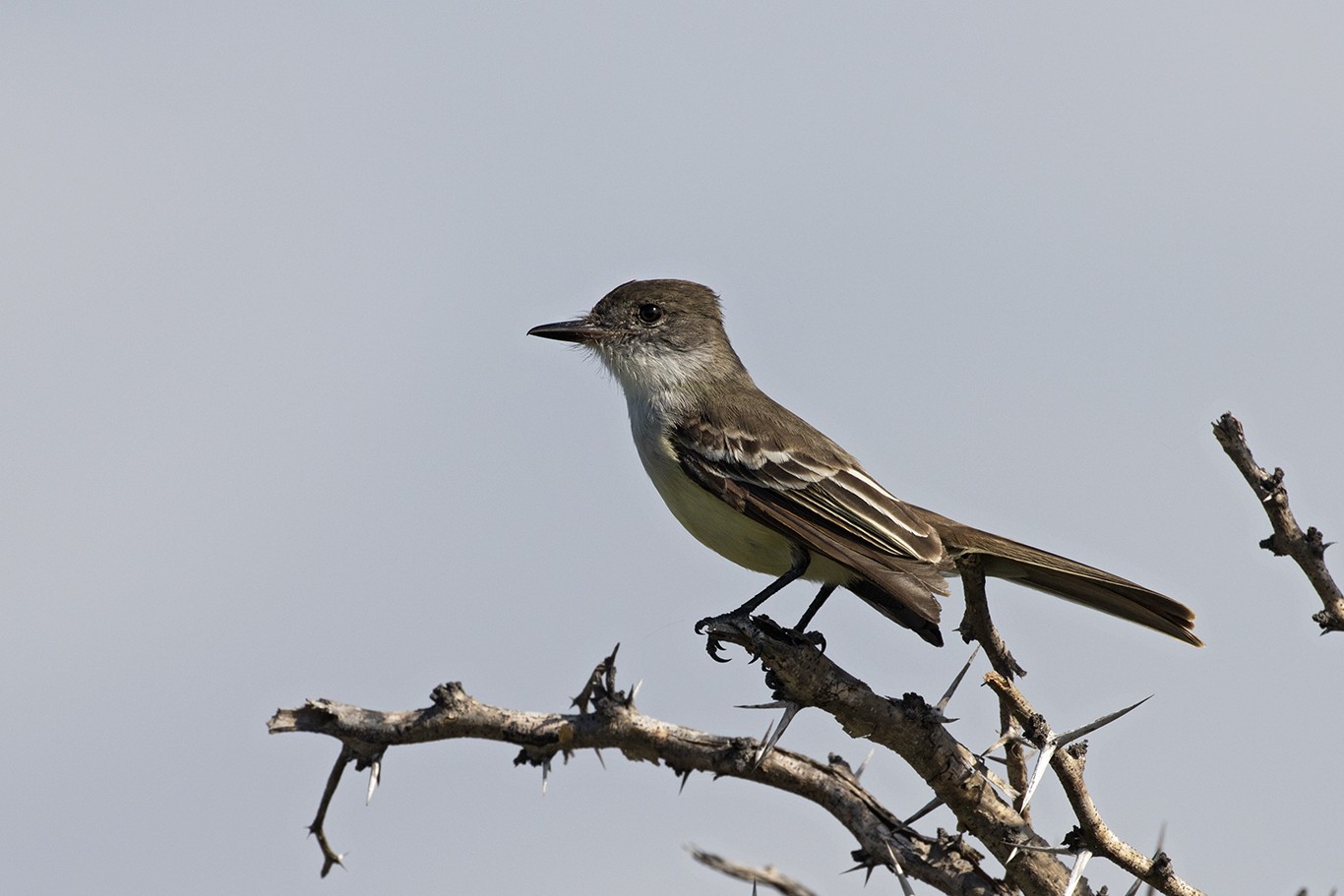 Copetón bobito (Myiarchus stolidus) - Picture Bird