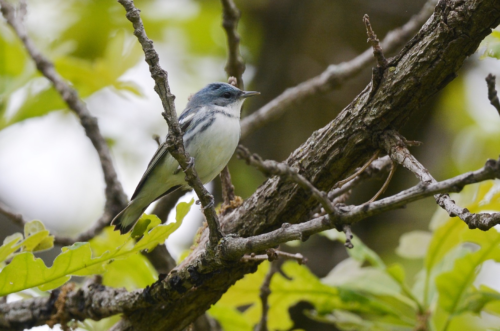 Reinita cerúlea (Setophaga cerulea) - Picture Bird