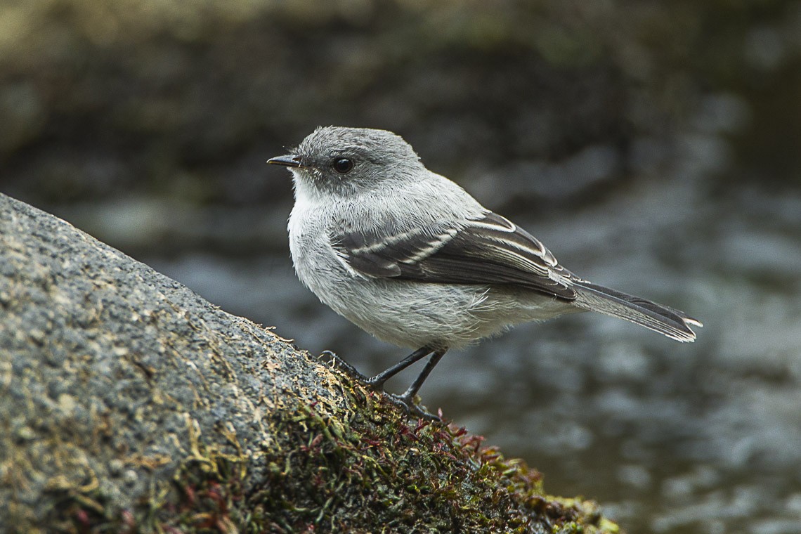 Piojito guardarríos (Serpophaga cinerea) - Picture Bird
