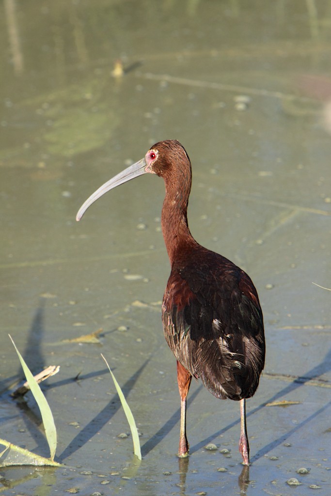 Morito cariblanco (Plegadis chihi) - Picture Bird