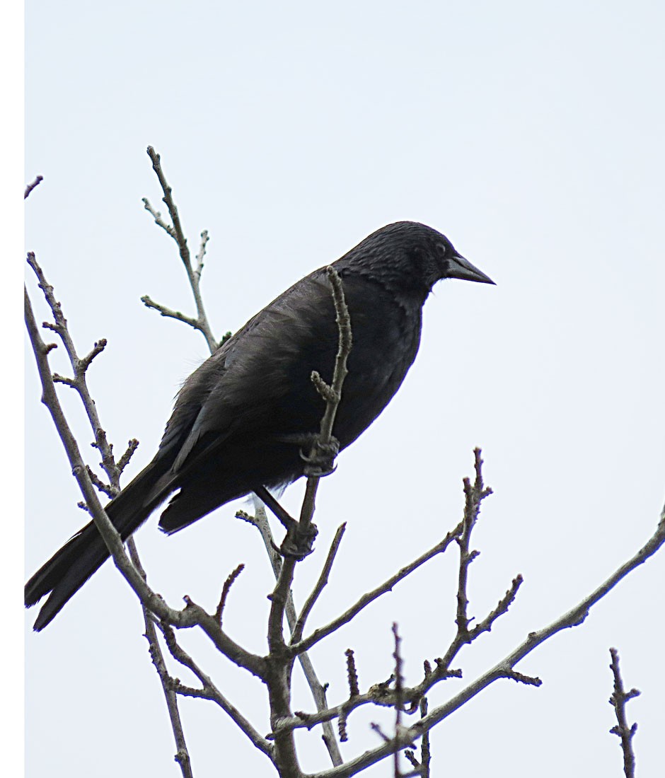 Tordo patagón (Curaeus curaeus) - Picture Bird