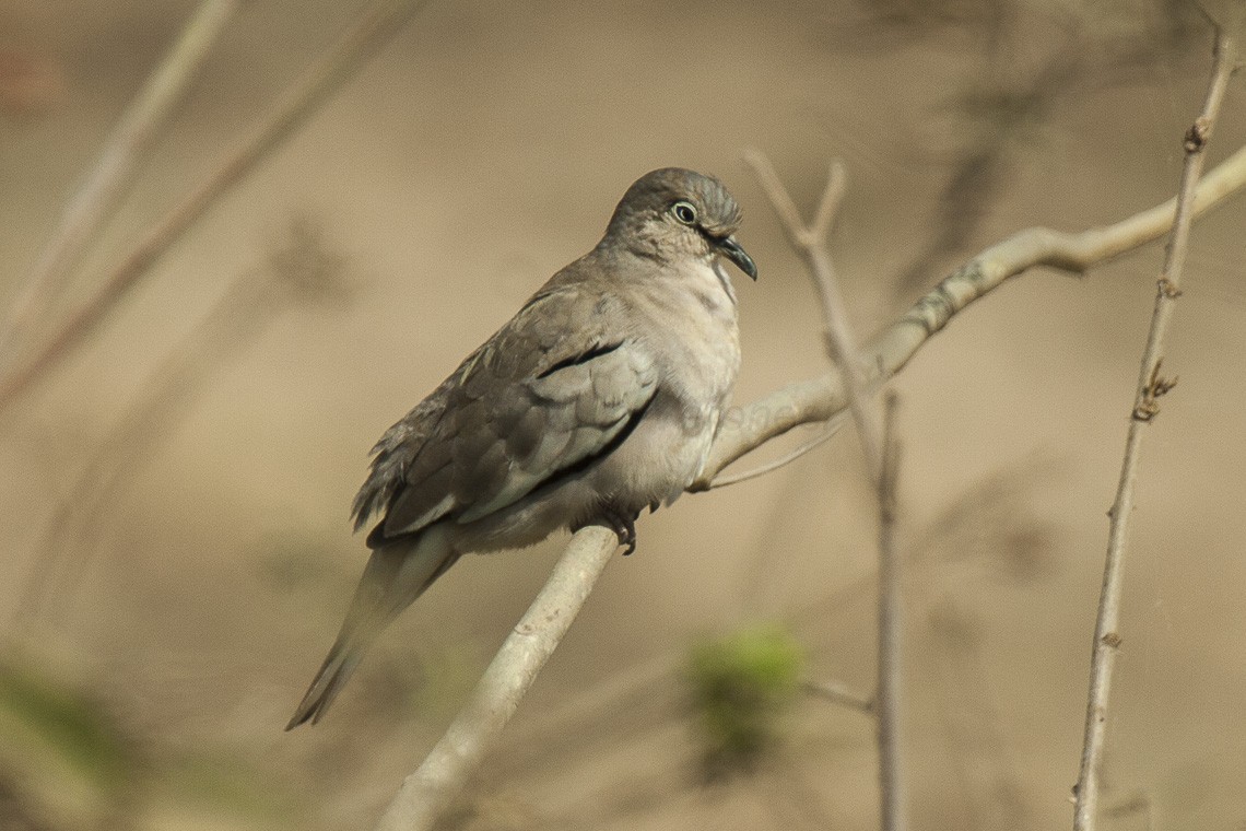 Columbina picuí (Columbina picui) - Picture Bird