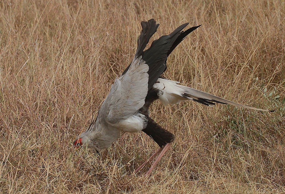 Secretario (Sagittarius serpentarius) - Picture Bird